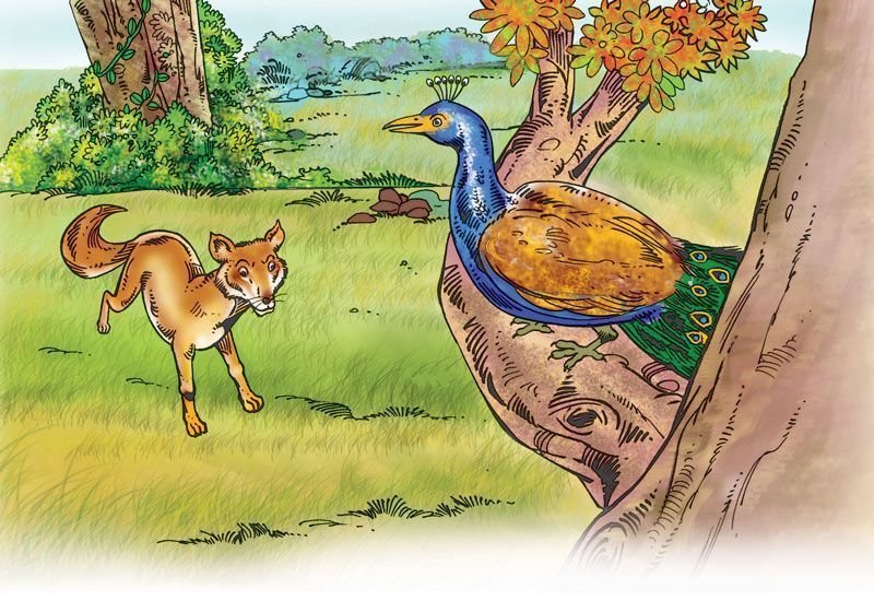 THE PEACOCK AND THE FOX - Sawan Books