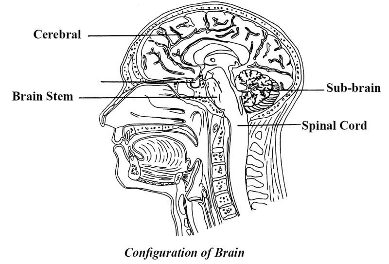 Meet Your Mind - Sawan Books