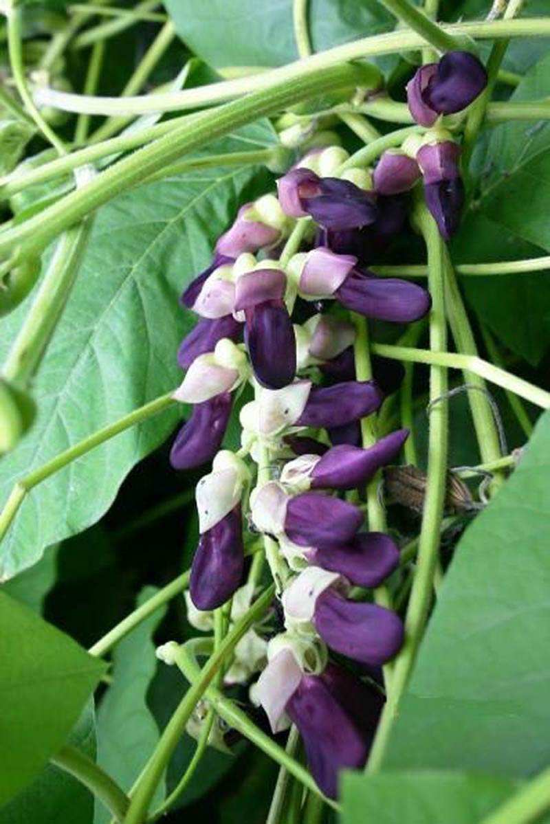 52. Mucuna Pruriens - Sawan Books