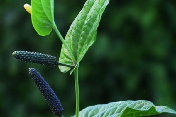59. Long Pepper - Sawan Books
