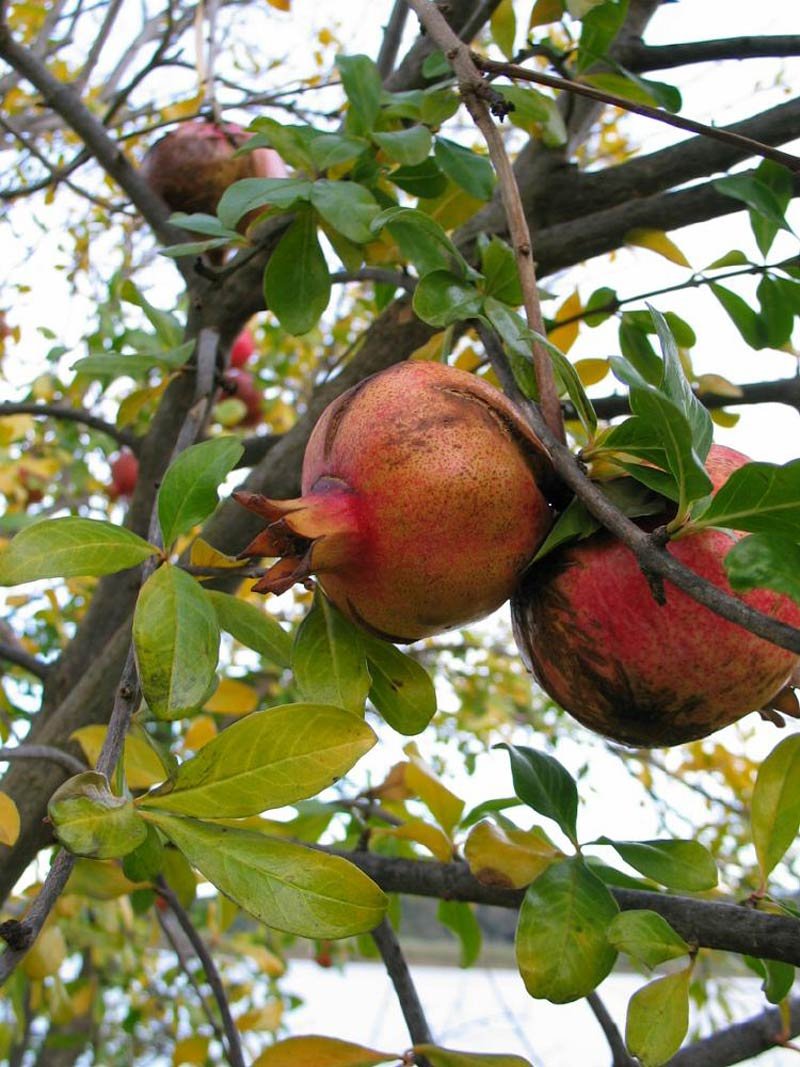 64. Pomegranate - Sawan Books