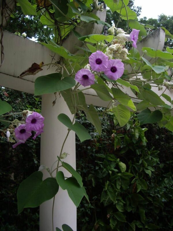 6. Hawaiian Baby Woodrose - Sawan Books
