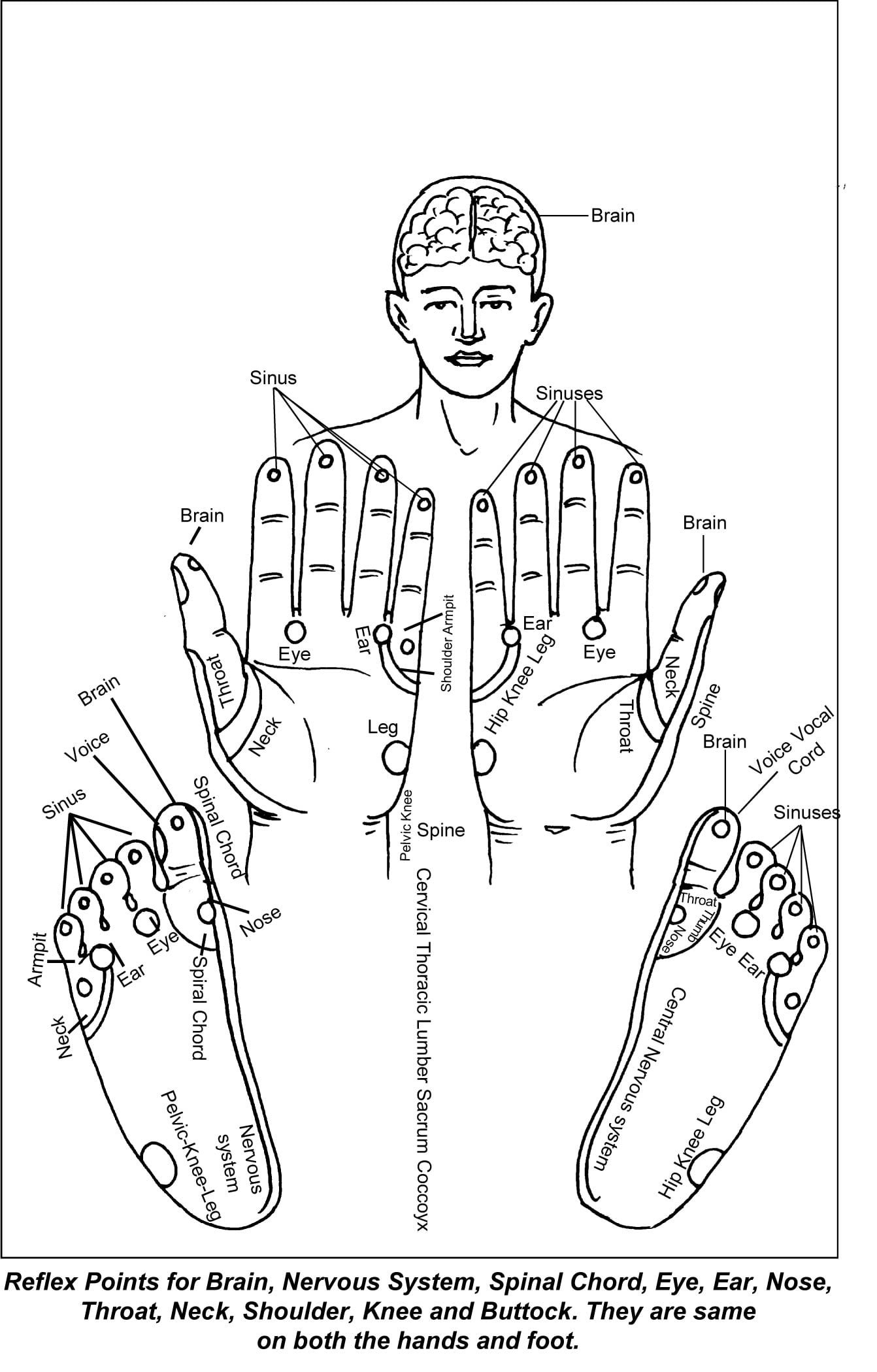 8. Illustrations To Know Reflex Points - Sawan Books