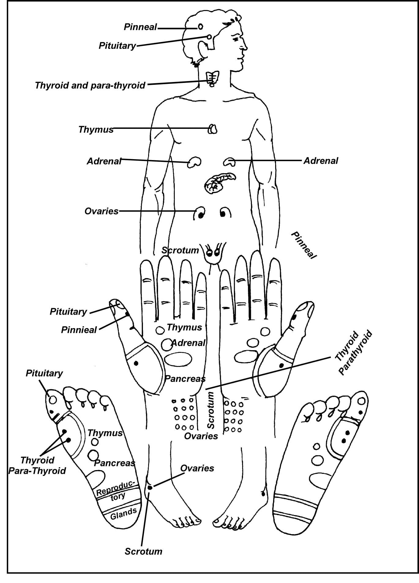 8. Illustrations To Know Reflex Points - Sawan Books