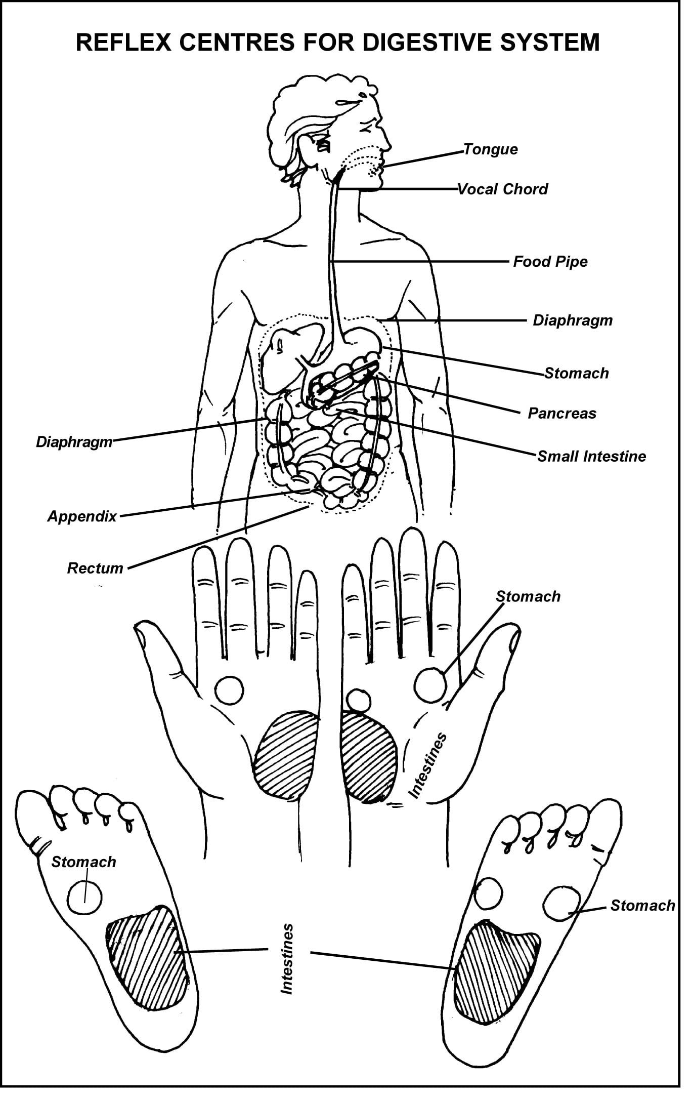 8. Illustrations To Know Reflex Points - Sawan Books