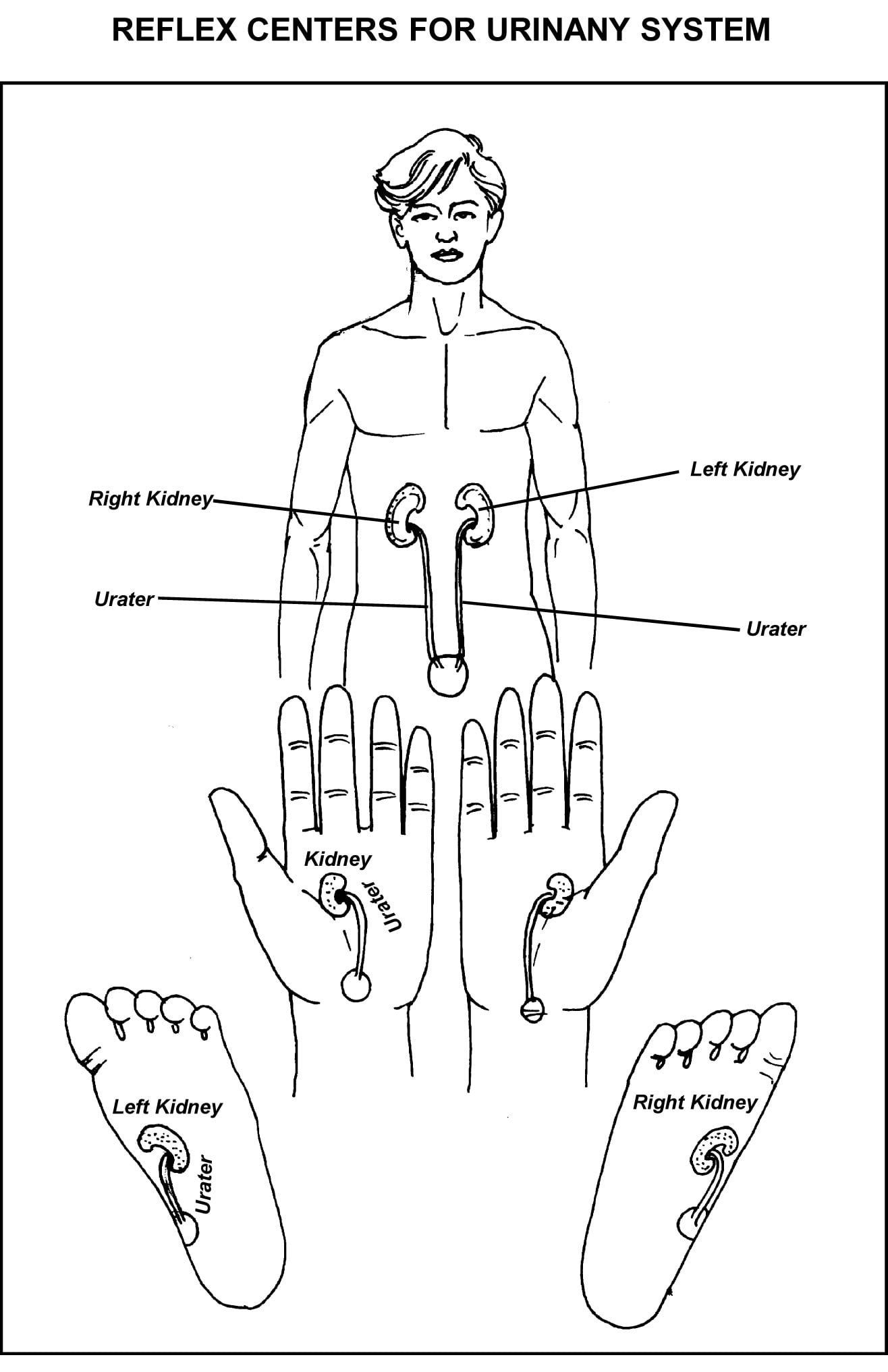 8. Illustrations To Know Reflex Points - Sawan Books