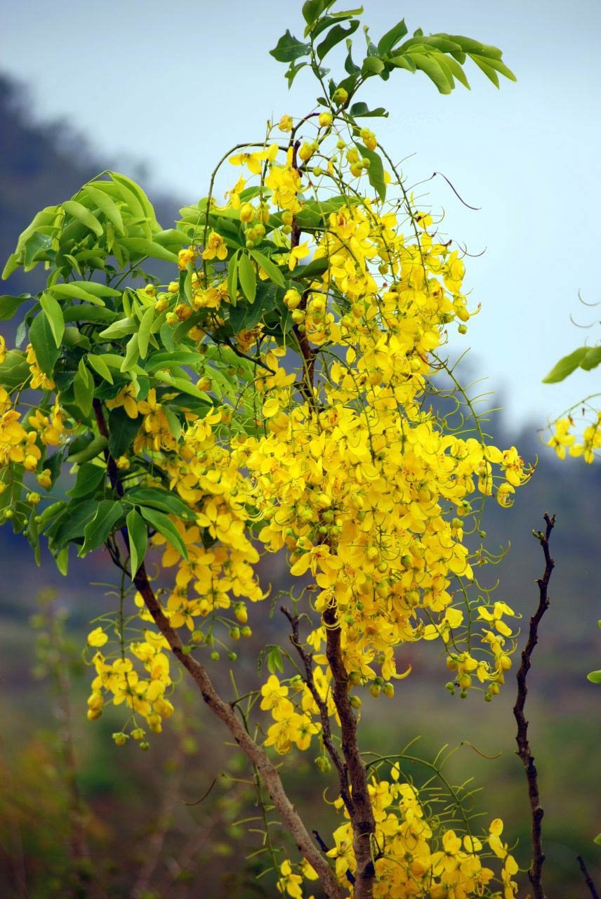 20. Indian Senna - Sawan Books