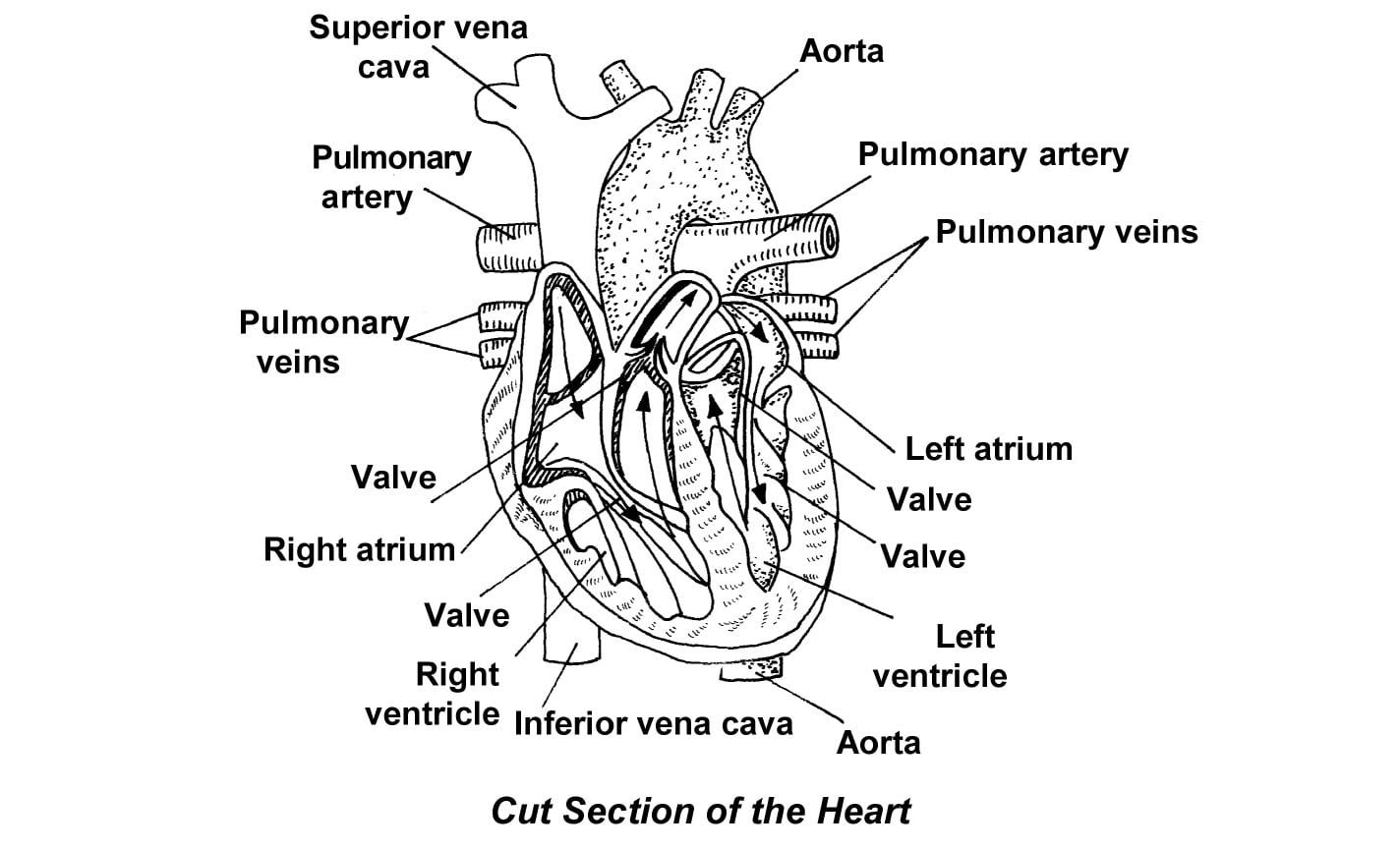 1. HUMAN BODY SYSTEM - Sawan Books